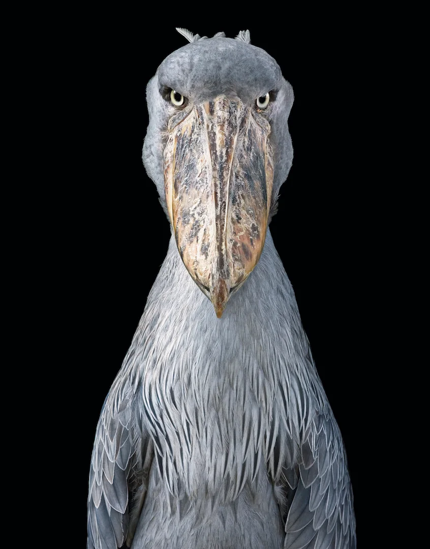 Tim Flach — THE PHOTOGALLERY