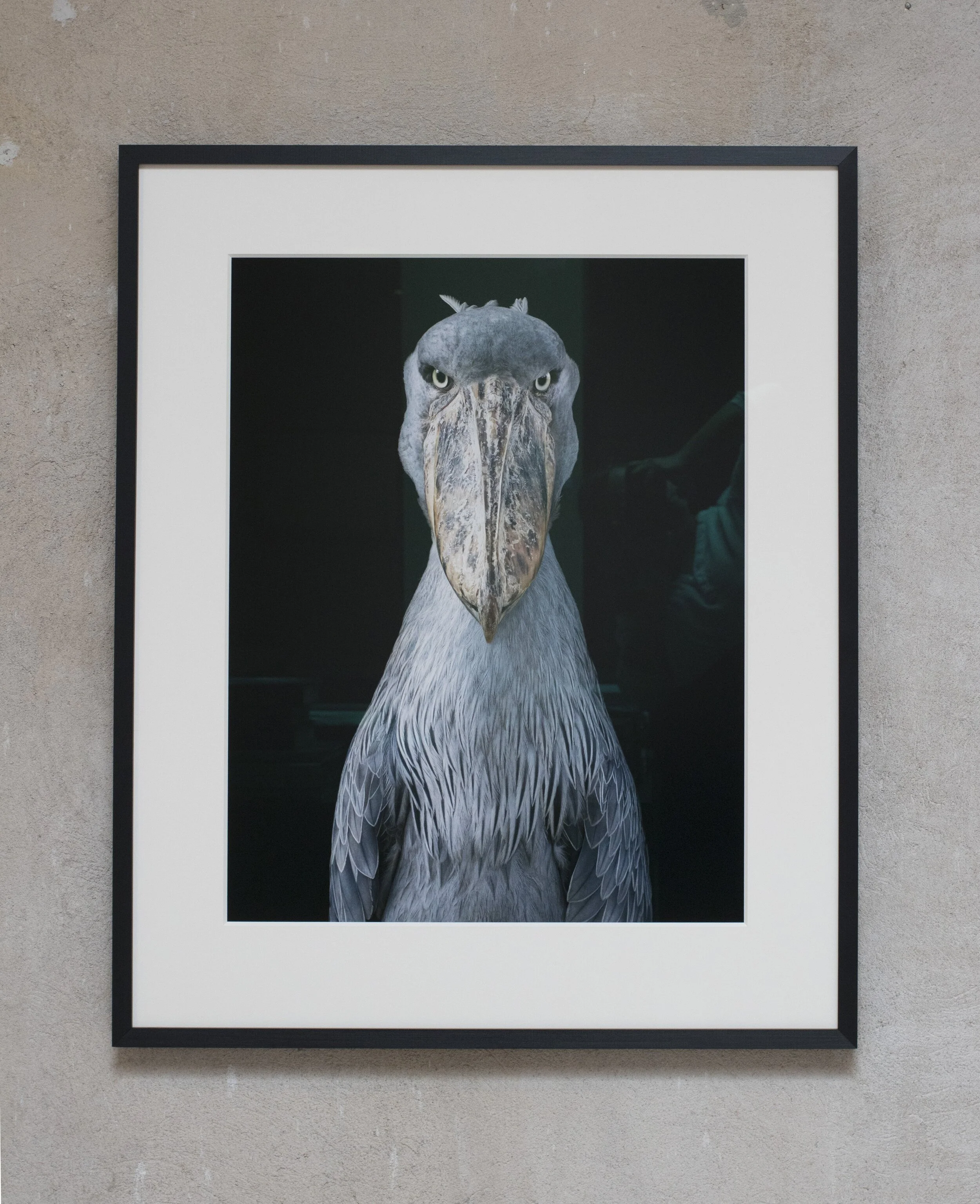 Tim Flach — THE PHOTOGALLERY