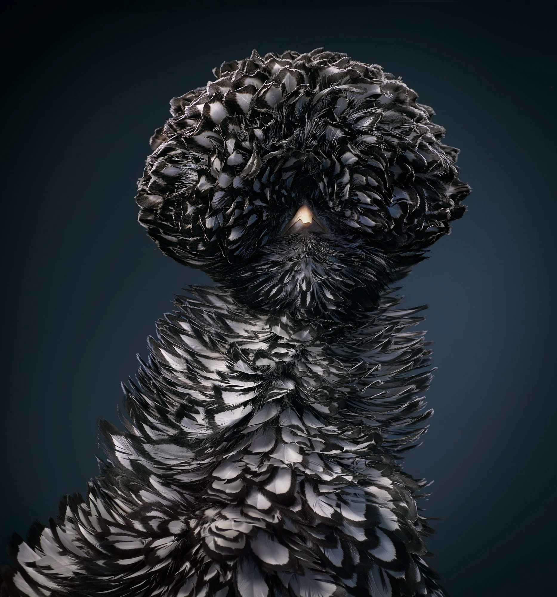Bantam Silver Laced Frizzle Polish Chicken — THE PHOTOGALLERY