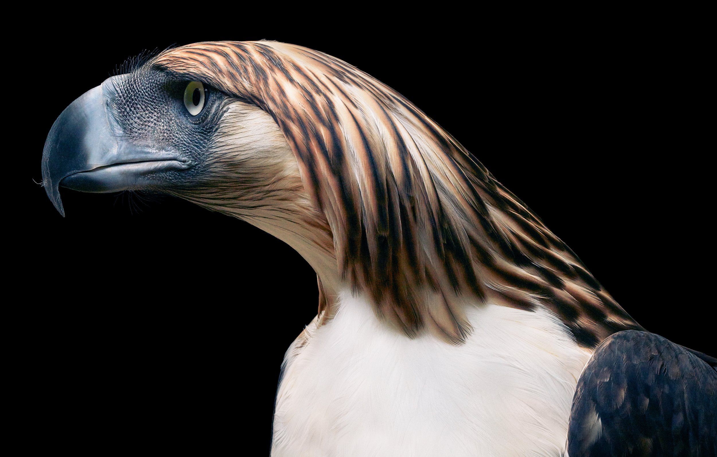 Tim Flach — THE PHOTOGALLERY