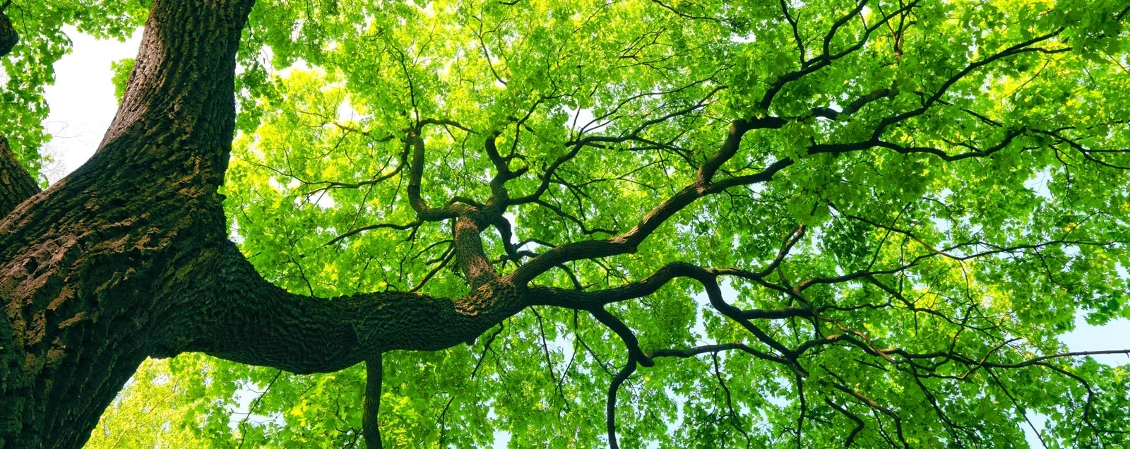 Canopy Tree Care
