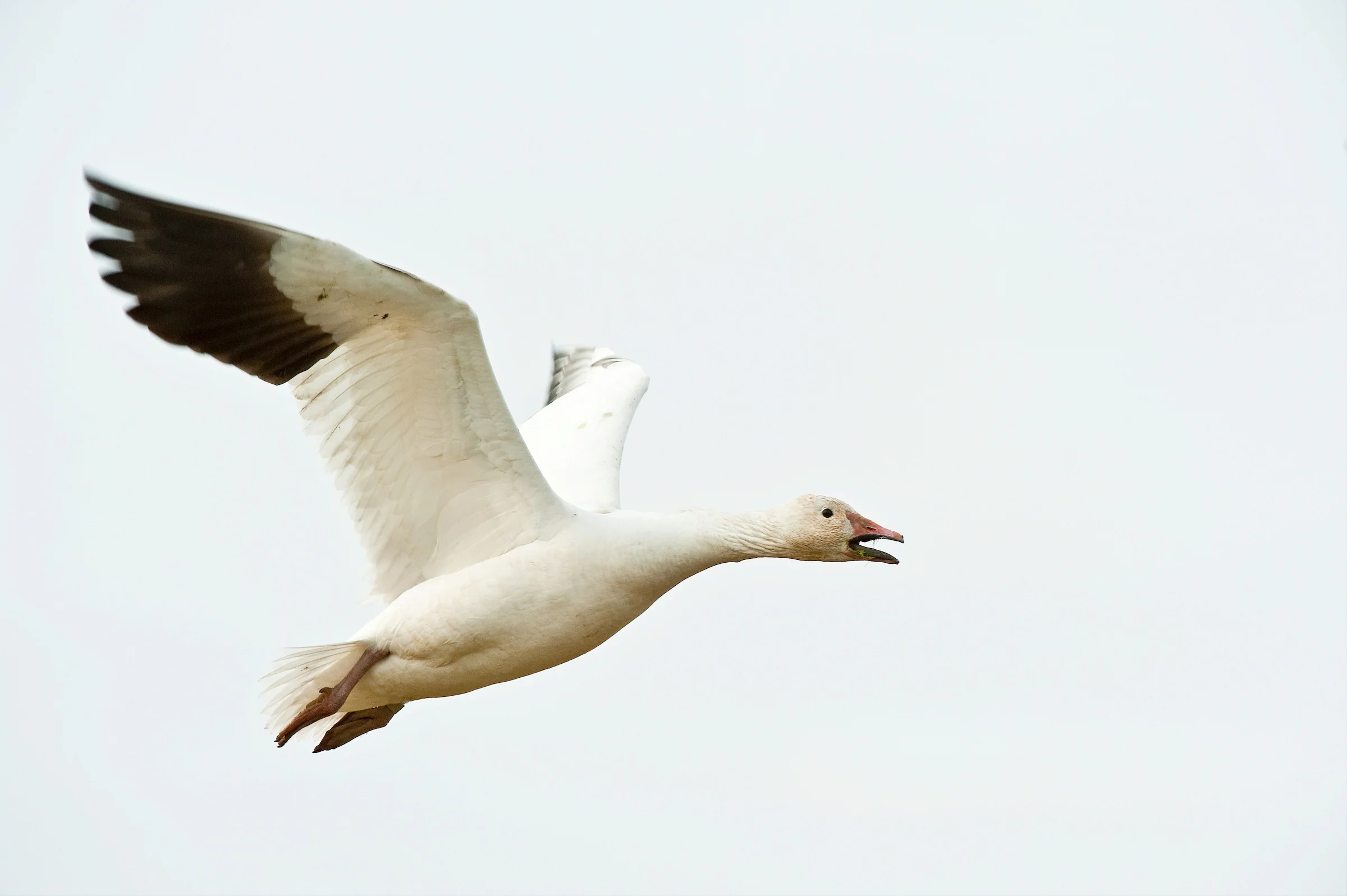 White Goose Flying
