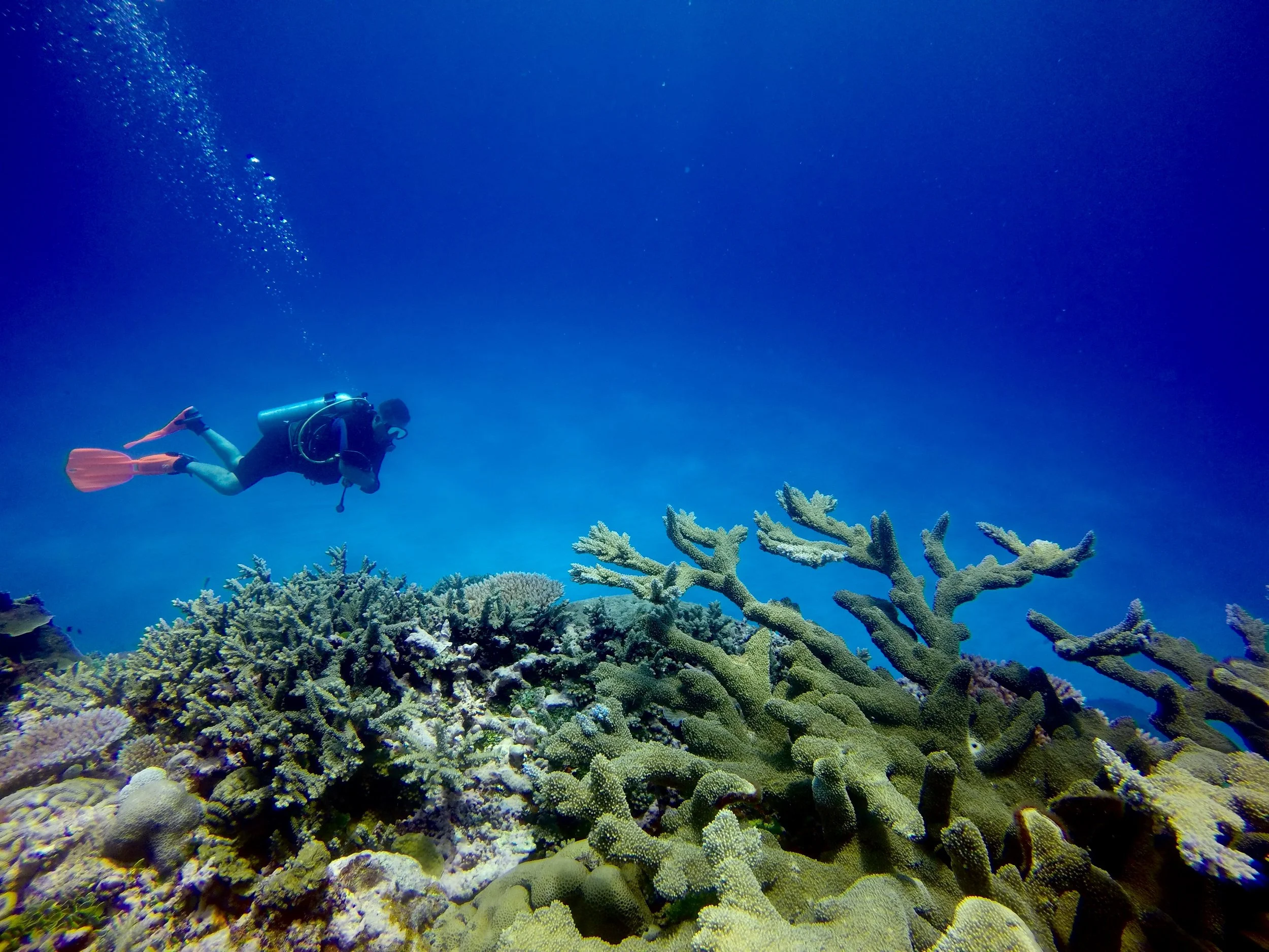 Tokoriki Diving / Bespoke, small group adventuring in paradise.