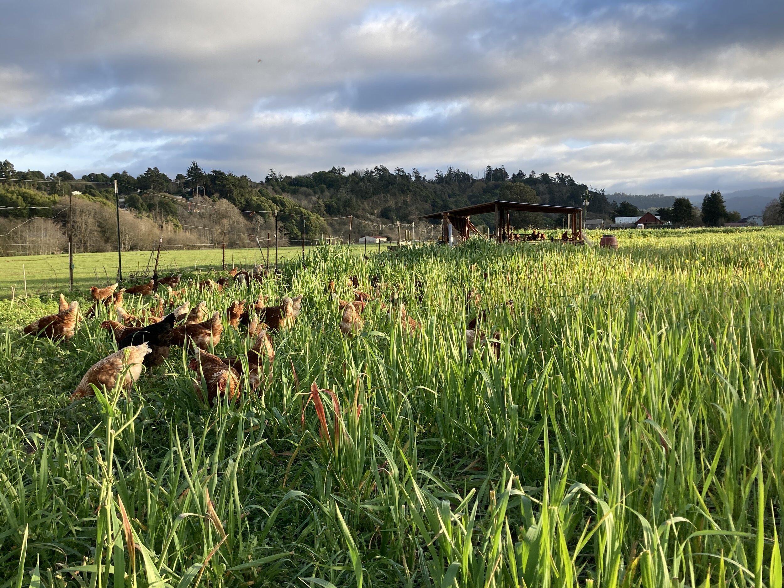 Table Bluff Farm, LLC