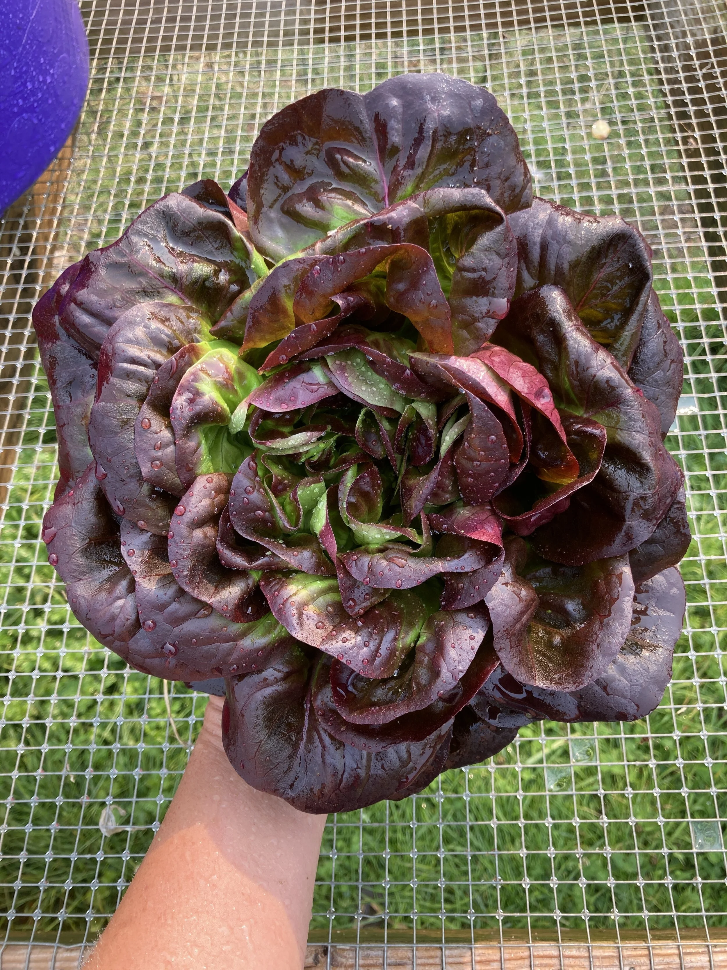 Table Bluff Farm, LLC