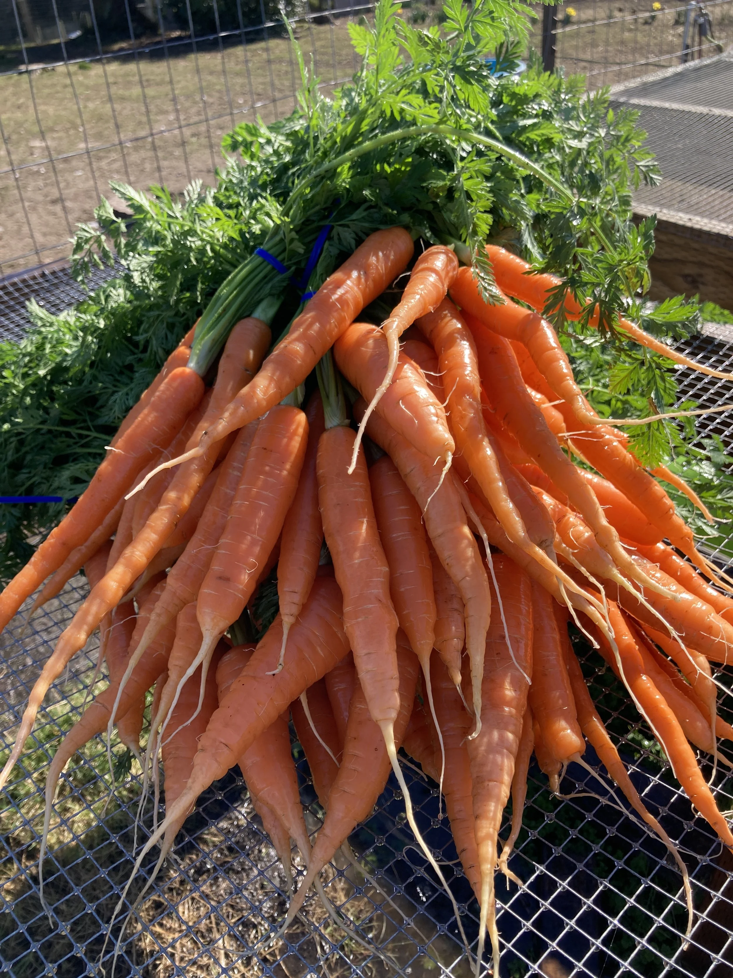 Farm Stand — Table Bluff Farm, LLC