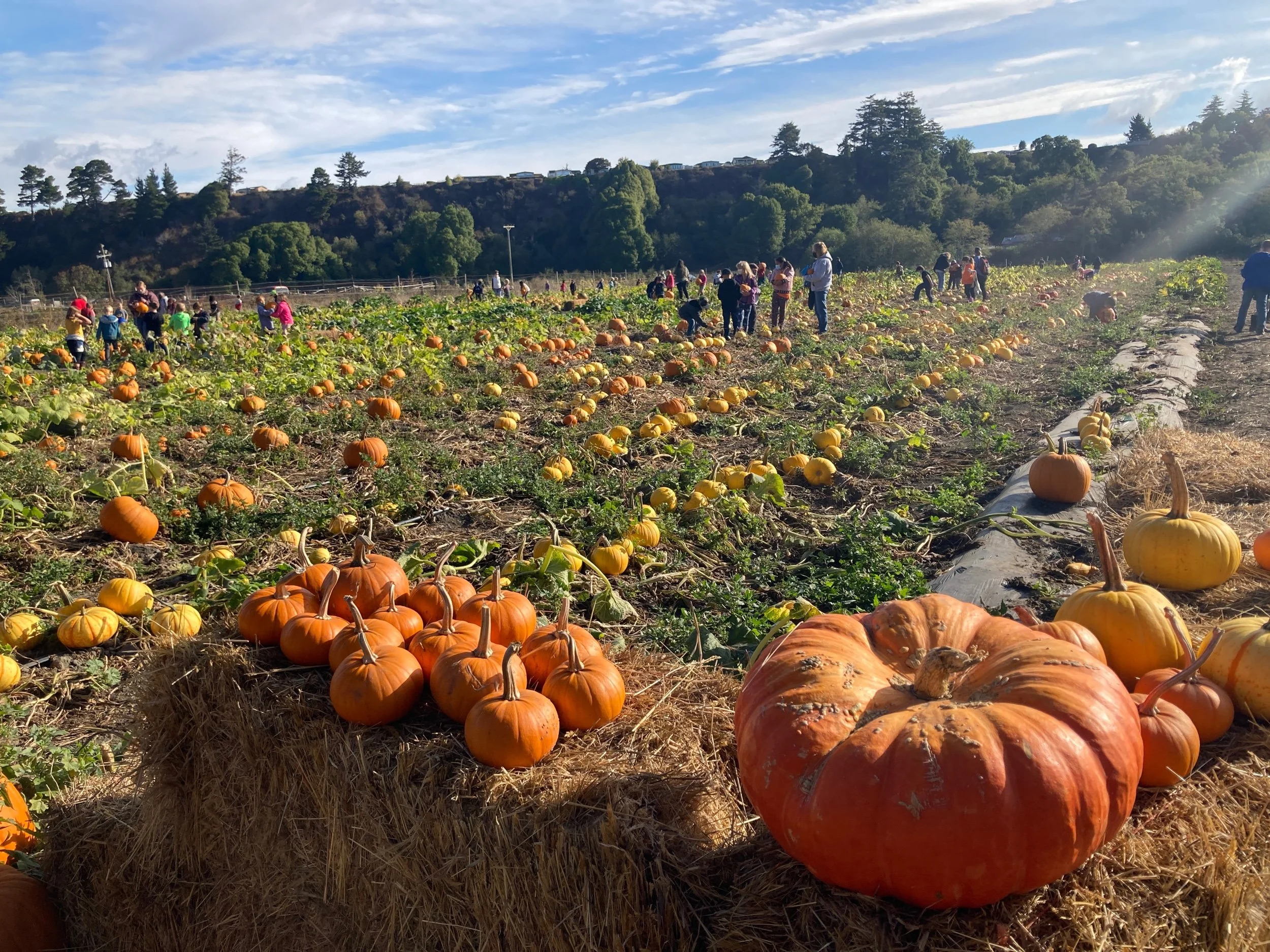 Table Bluff Farm, LLC