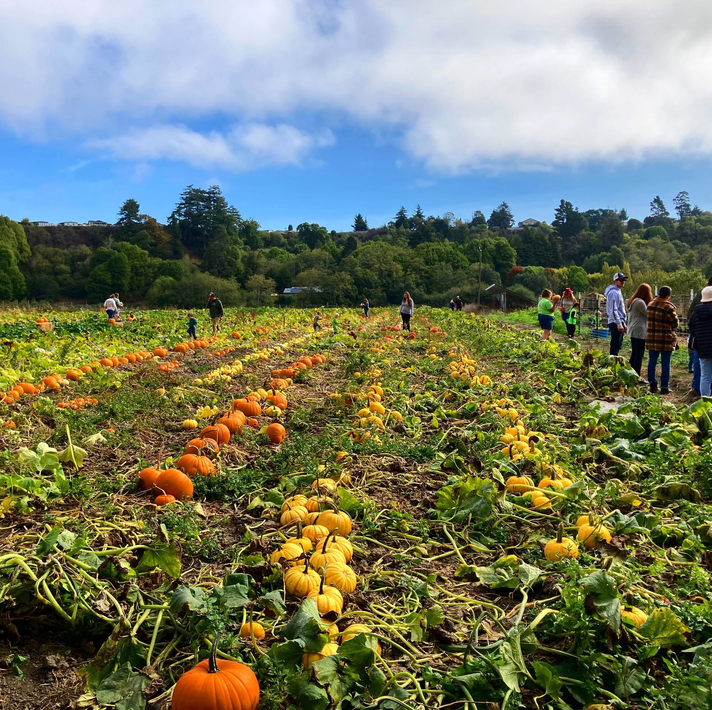Table Bluff Farm, LLC
