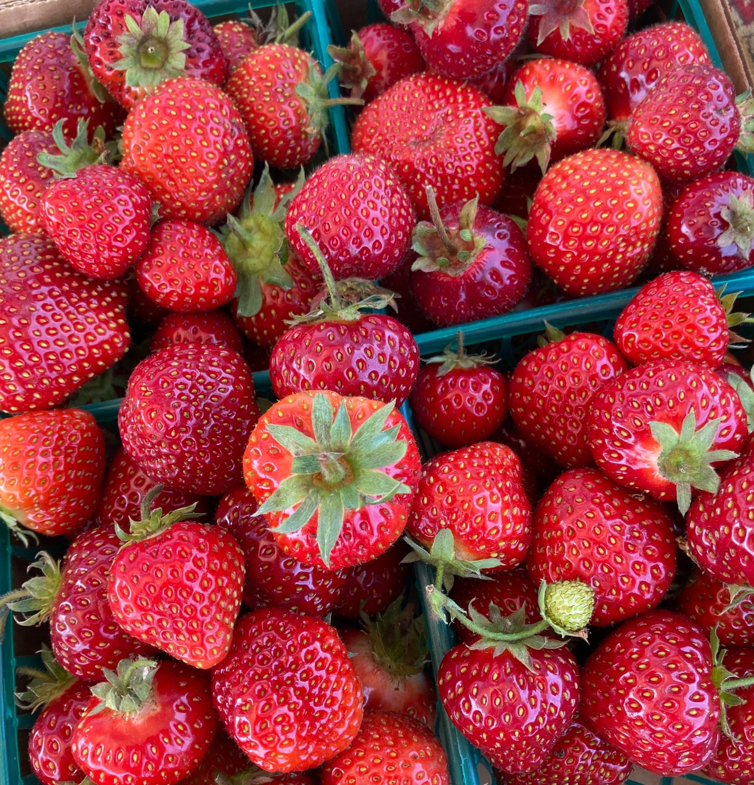 Table Bluff Farm, LLC