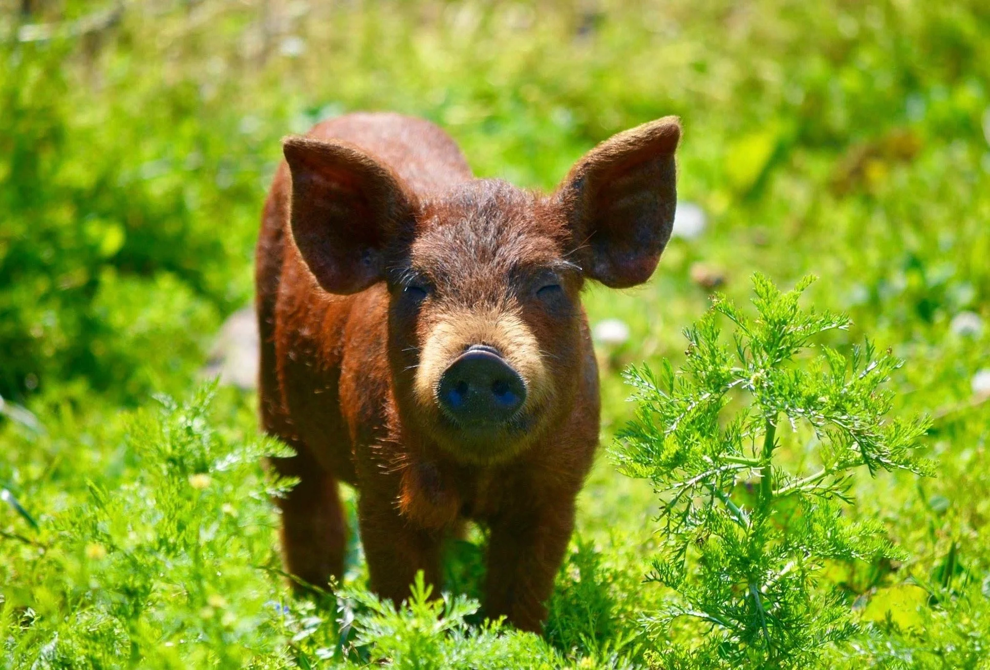 Table Bluff Farm, LLC