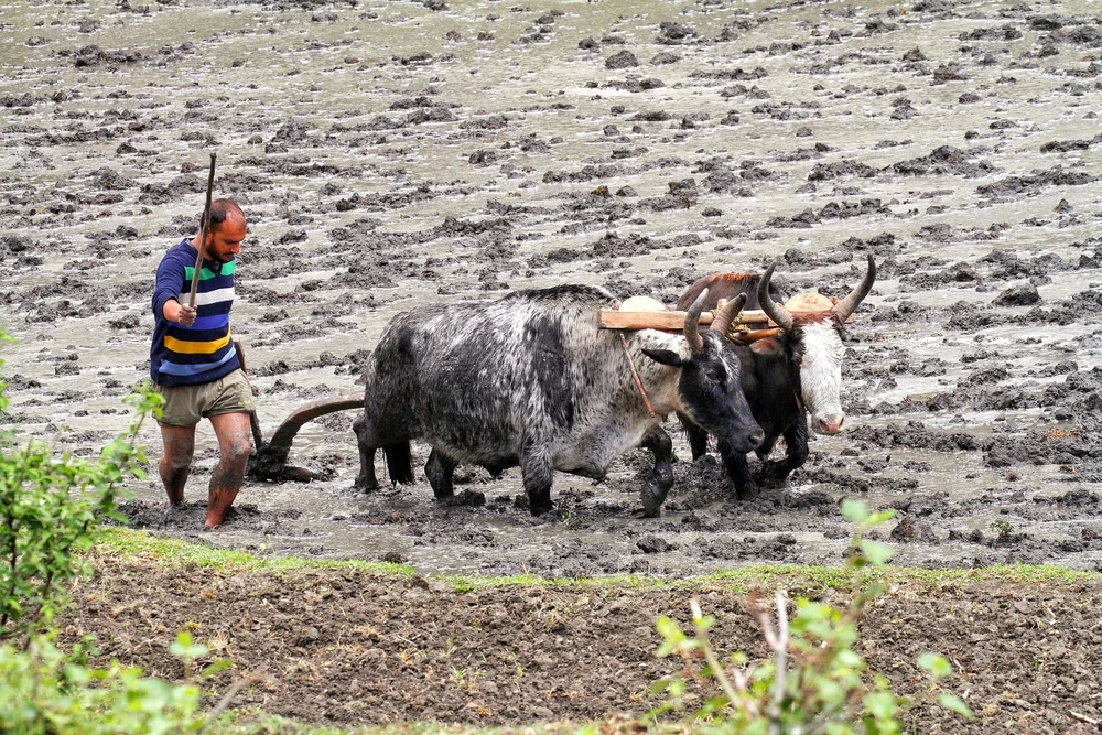The Lingual Diversity of the state of Jammu and Kashmir