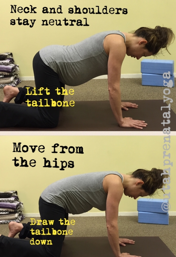 Cat-Cow and Pelvic Tilting: What's the Difference? — Utah Prenatal Yoga