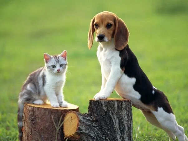Why Do Dogs Need Vitamins