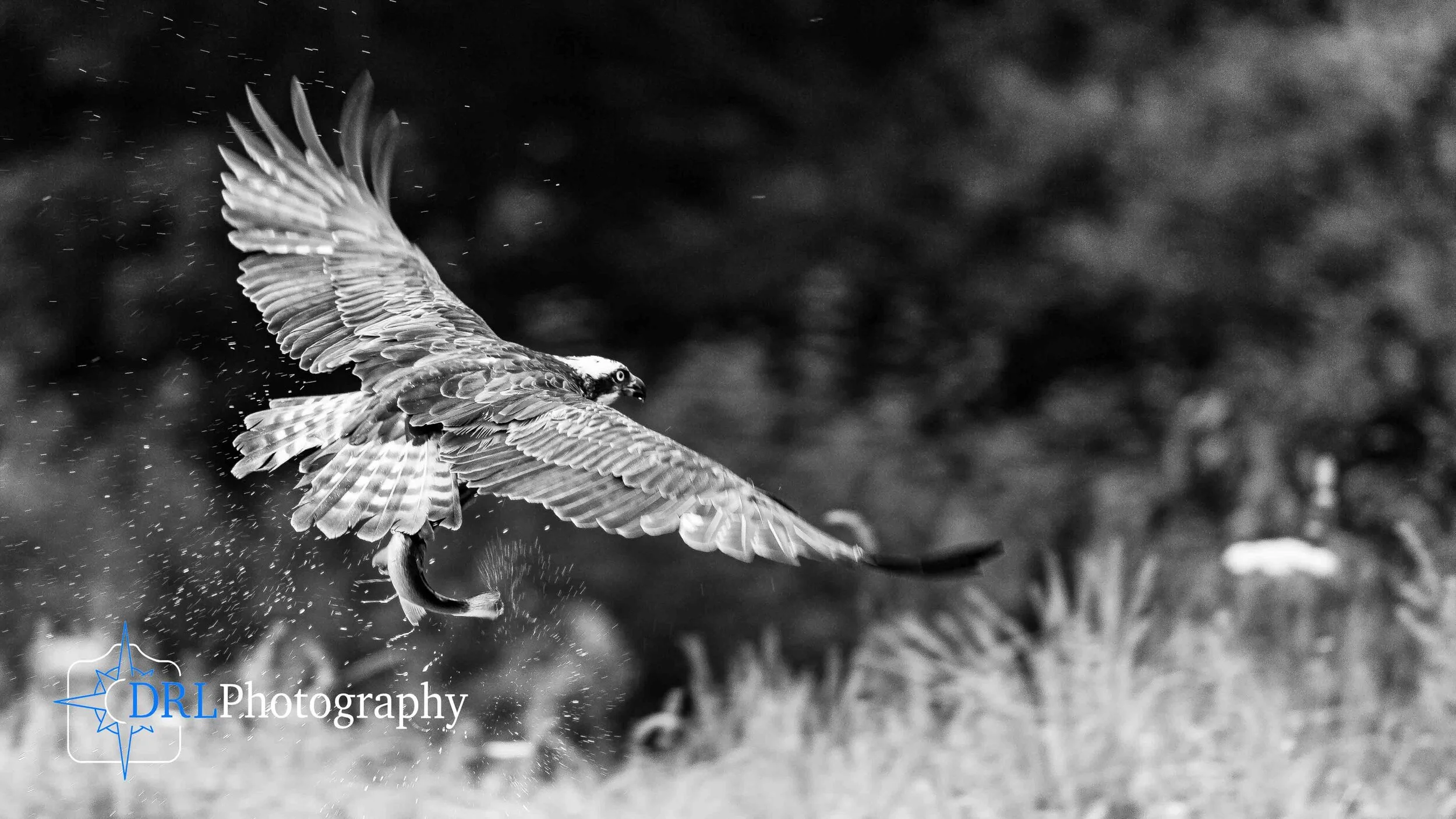 Photography Challenge: Monochrome — Daniel Long Photography