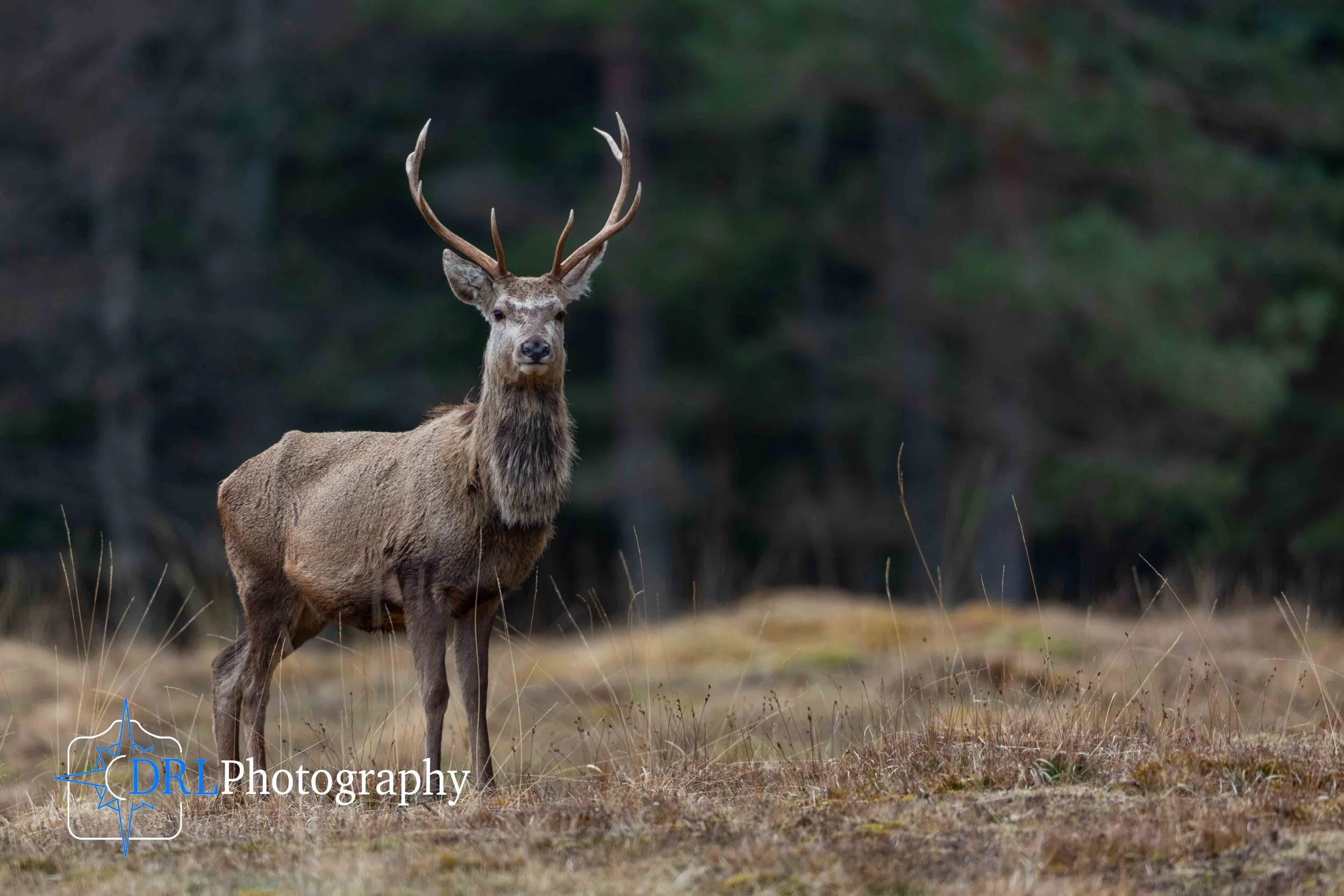 Red Deer Guided Wildlife Photography Day — Daniel Long Photography