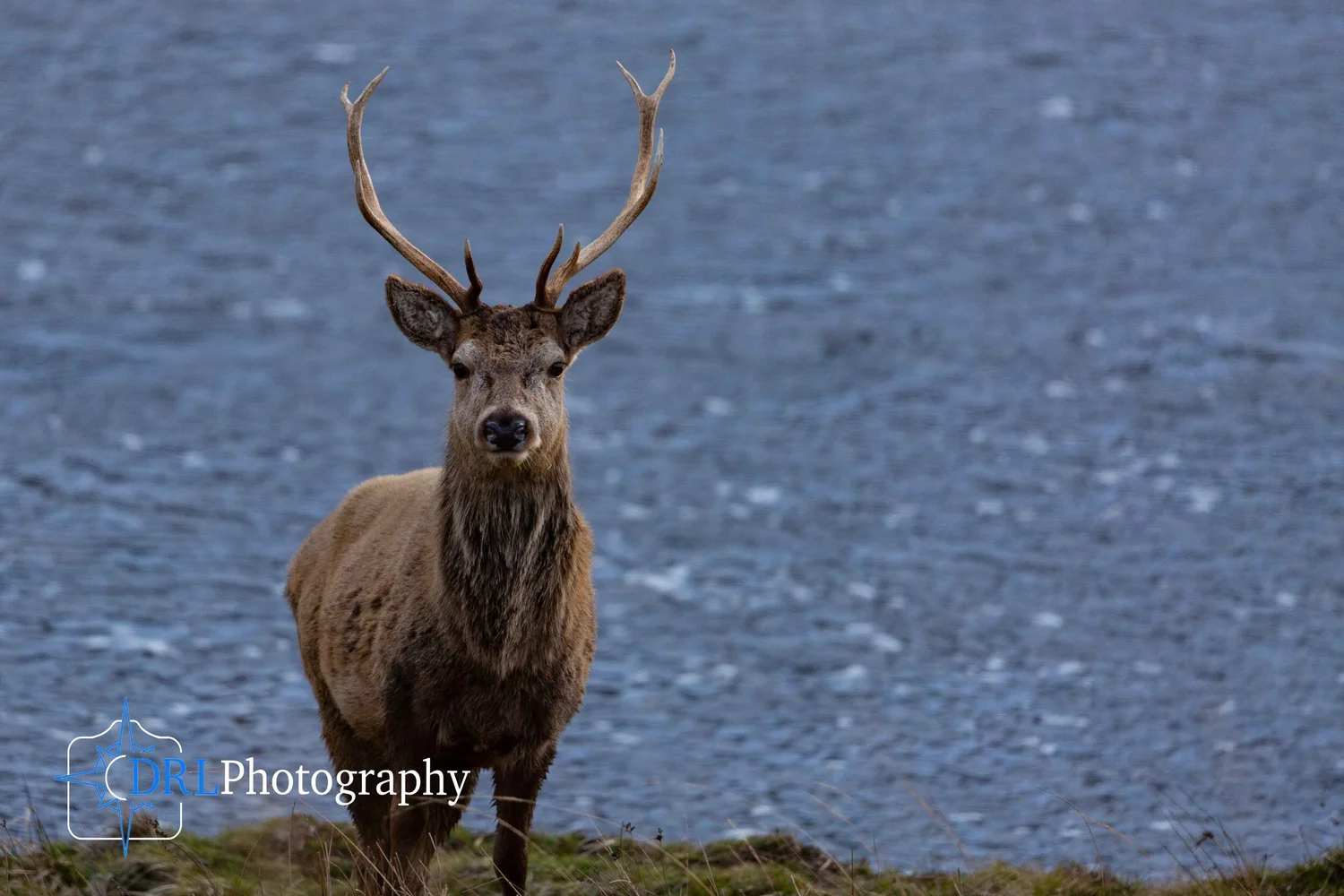 Red Deer Guided Wildlife Photography Day — Daniel Long Photography