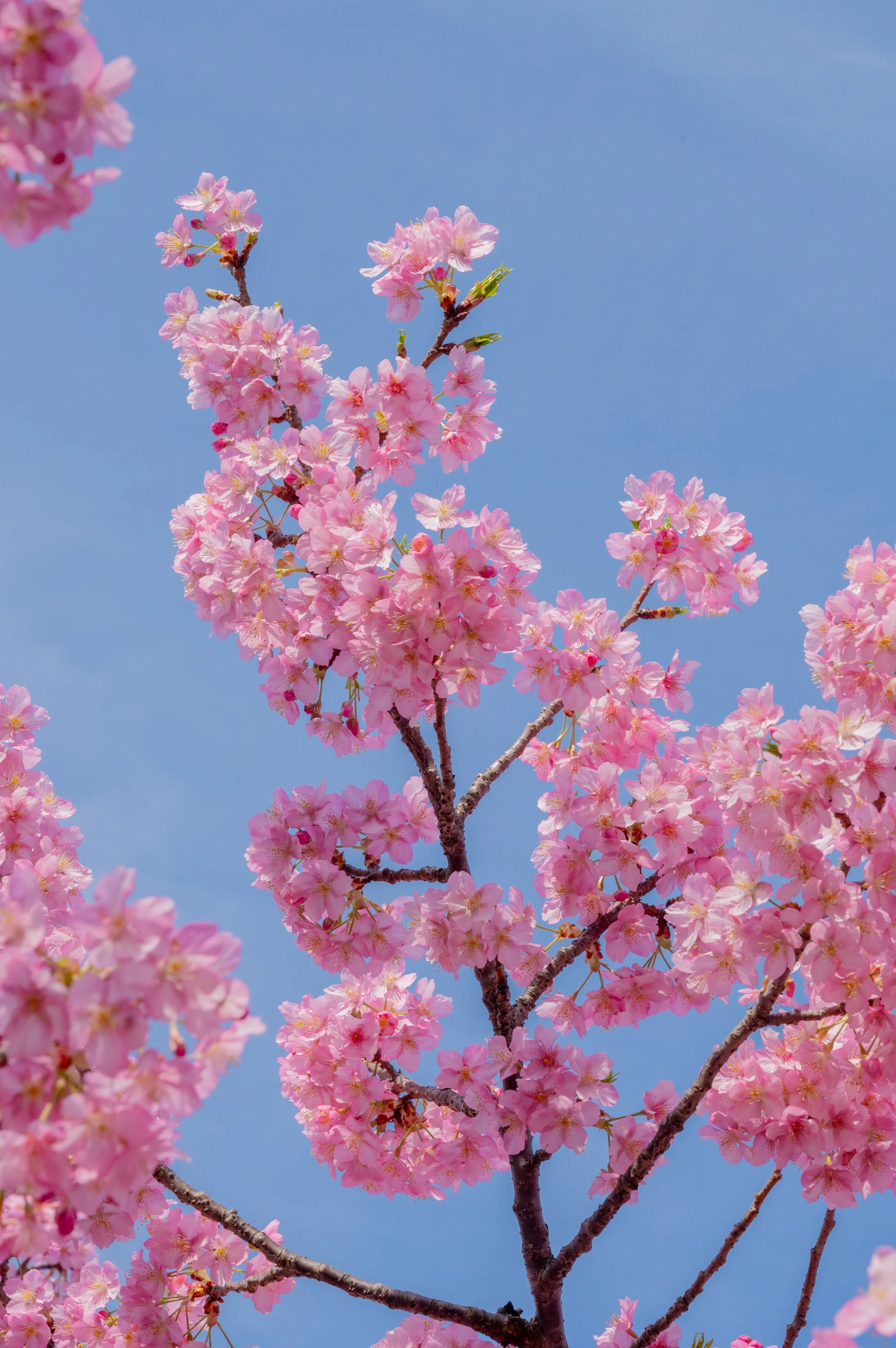 JAPAN TRAVEL AND BEYOND | Discover the Magic: MiuraKaigan Station ...