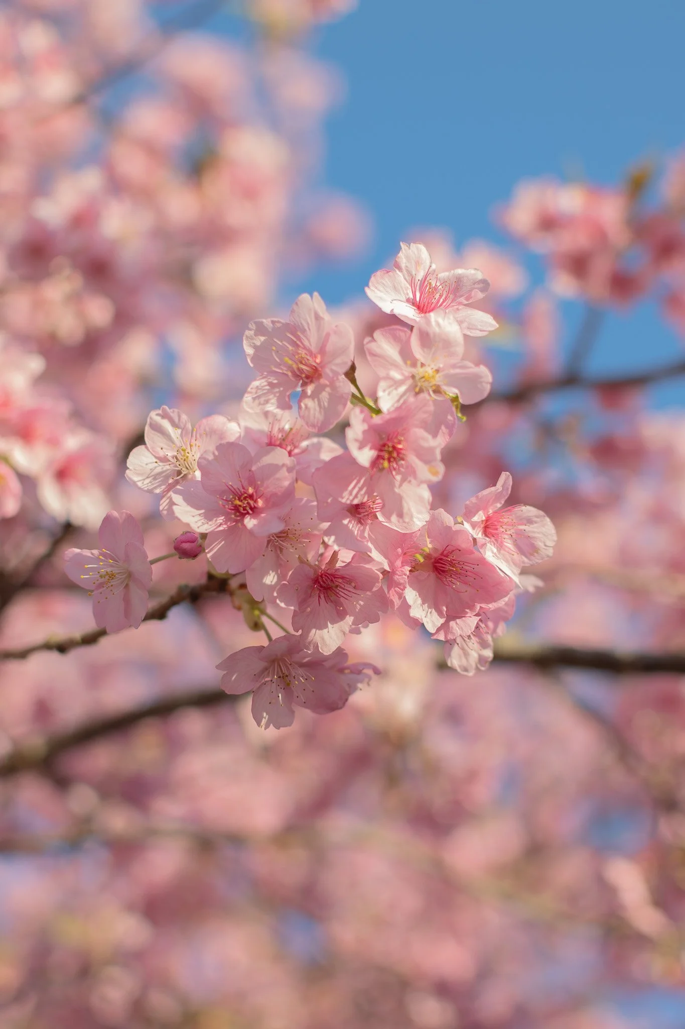 JAPAN TRAVEL AND BEYOND | Discover Early Blooms at Oi Yume-no-sato Park ...