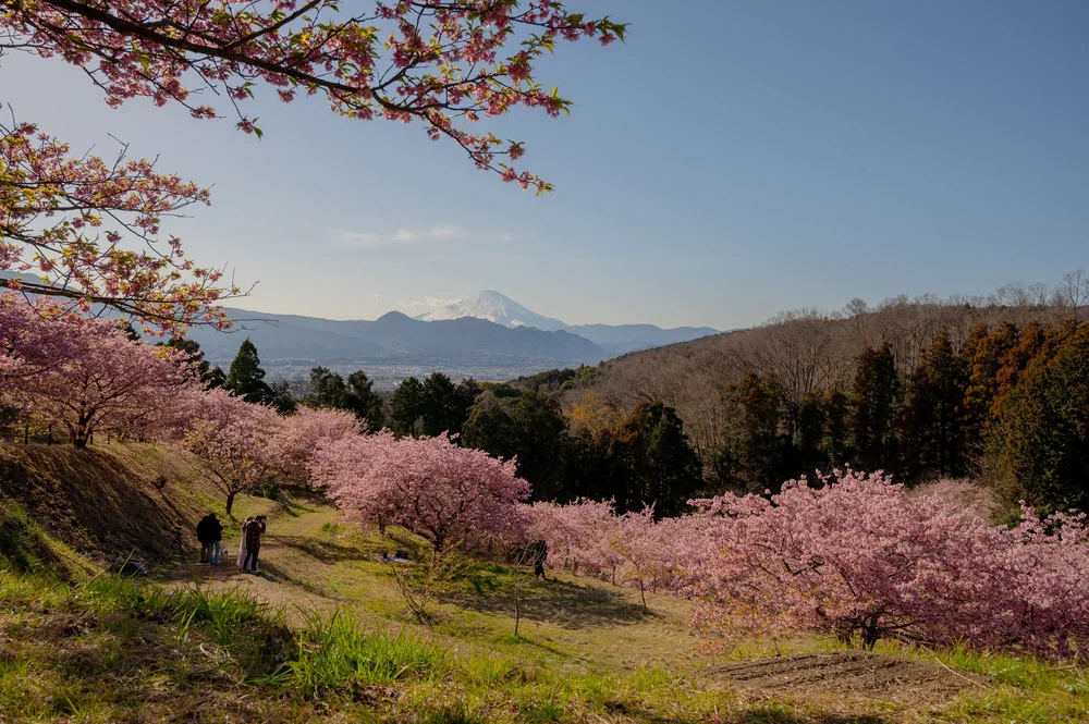 JAPAN TRAVEL AND BEYOND | Discover Early Blooms at Oi Yume-no-sato Park ...