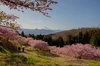 JAPAN TRAVEL AND BEYOND | Discover Early Blooms at Oi Yume-no-sato Park ...