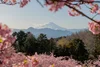 JAPAN TRAVEL AND BEYOND | Discover Early Blooms at Oi Yume-no-sato Park ...