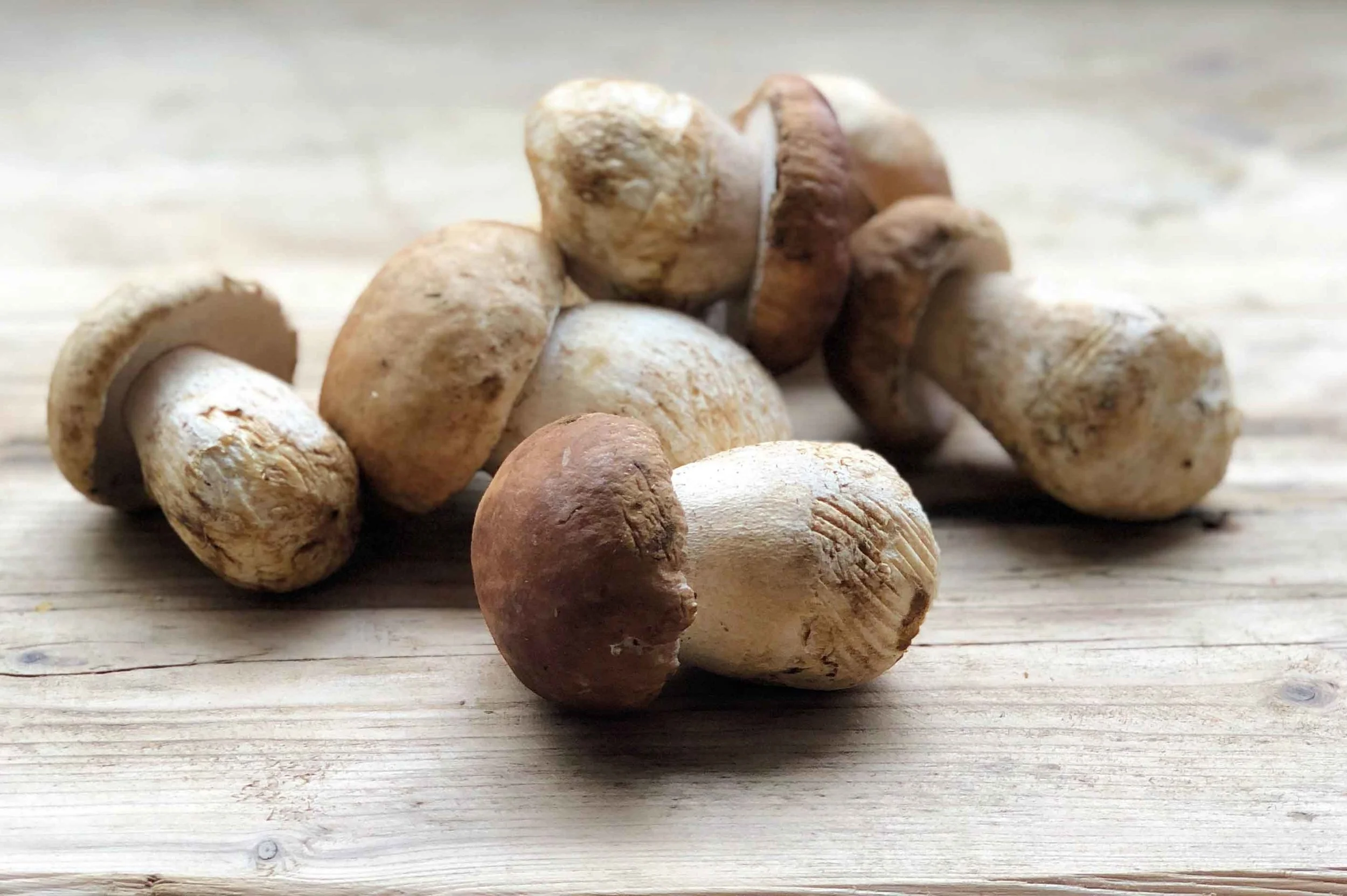 Cep (Porcini) — The Wild Room