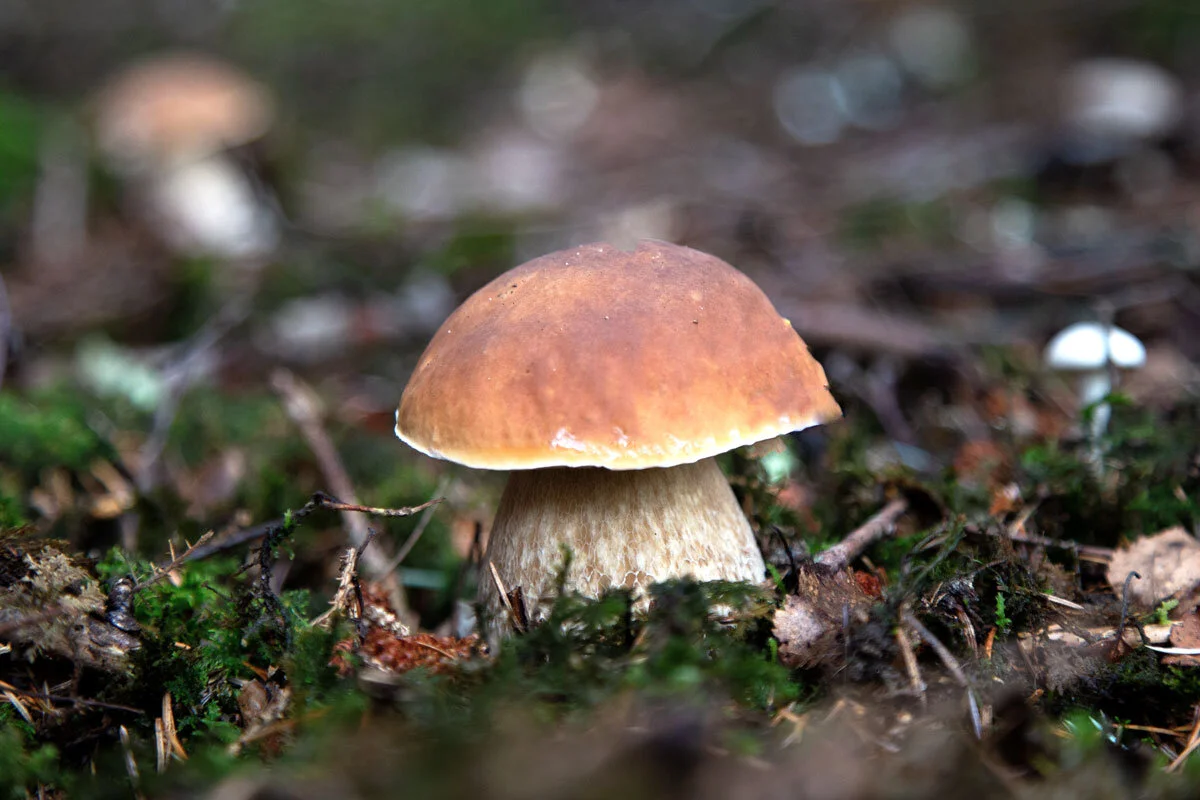 Cep (Porcini) — The Wild Room