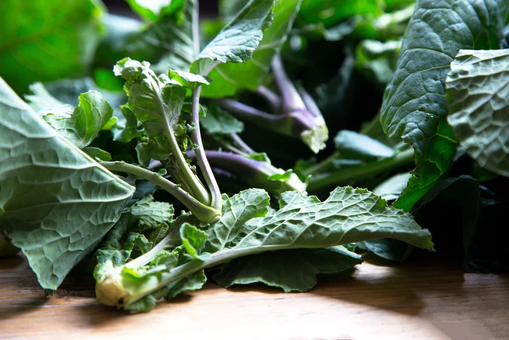 Sea Cabbage — The Wild Room