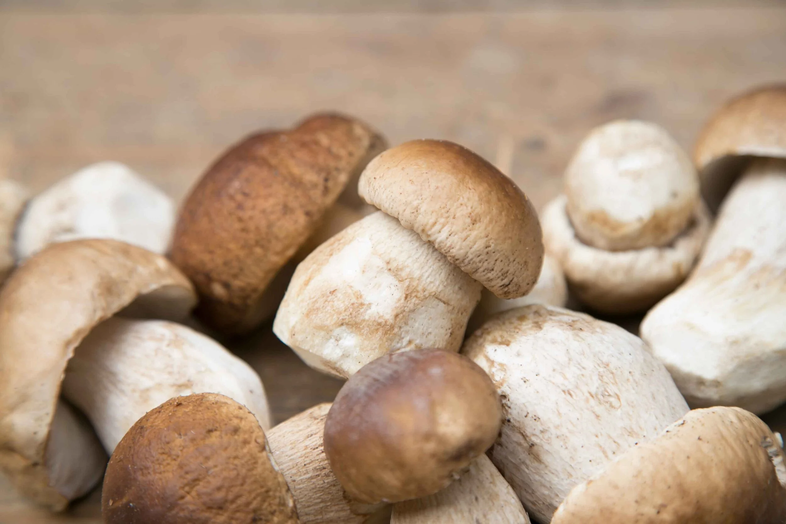 Cep (Porcini) — The Wild Room