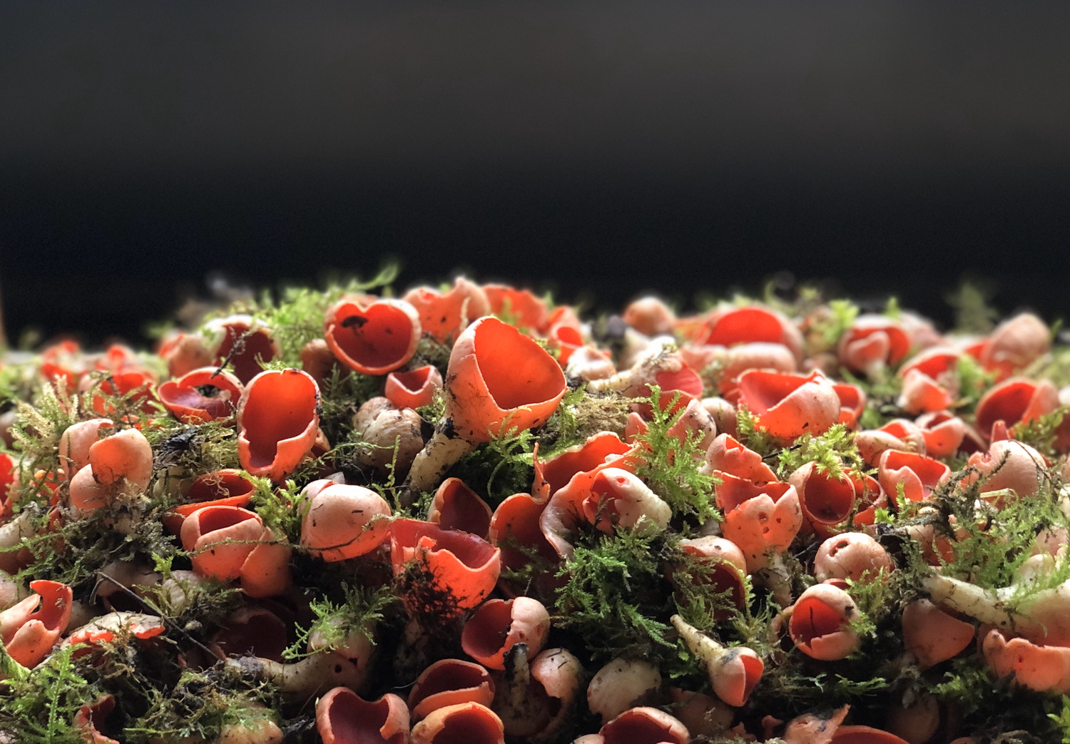 Scarlet Elf Cups — The Wild Room