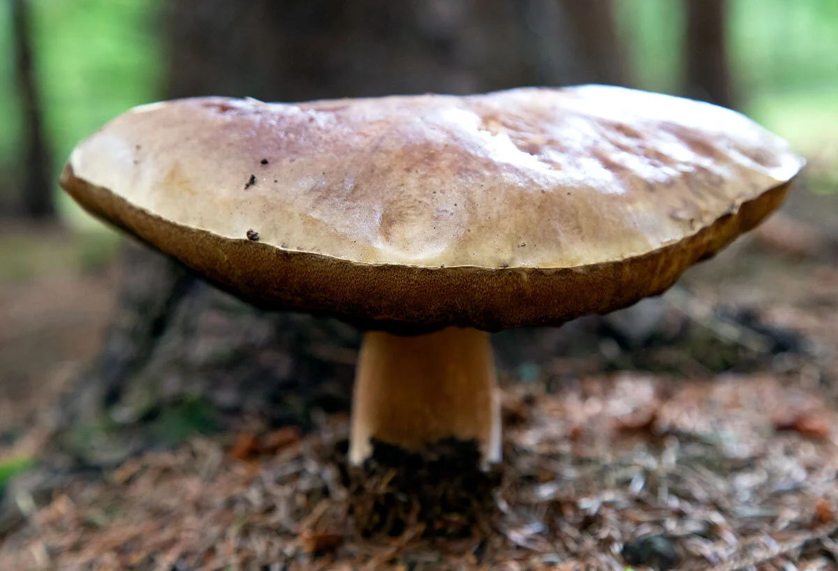 Cep (Porcini) — The Wild Room