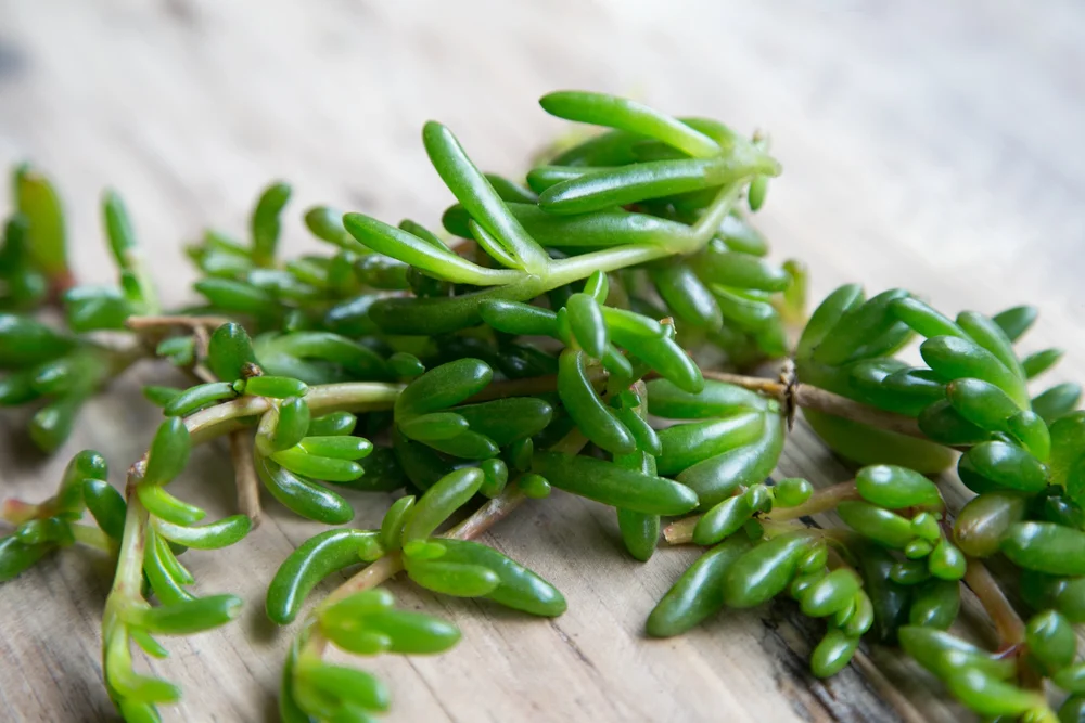 Salty Fingers — The Wild Room