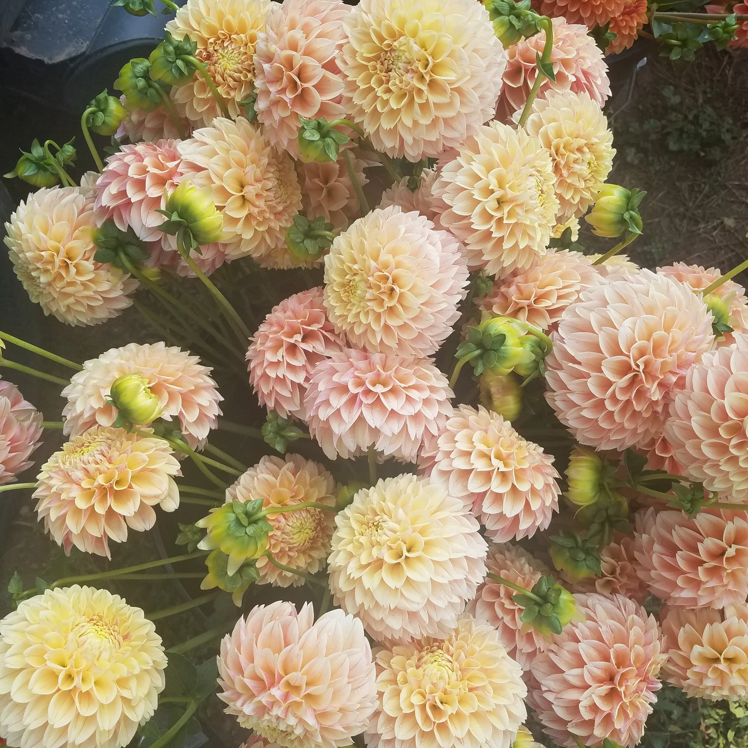 Sweet Suzanne — Mountain Belle Flower Farm