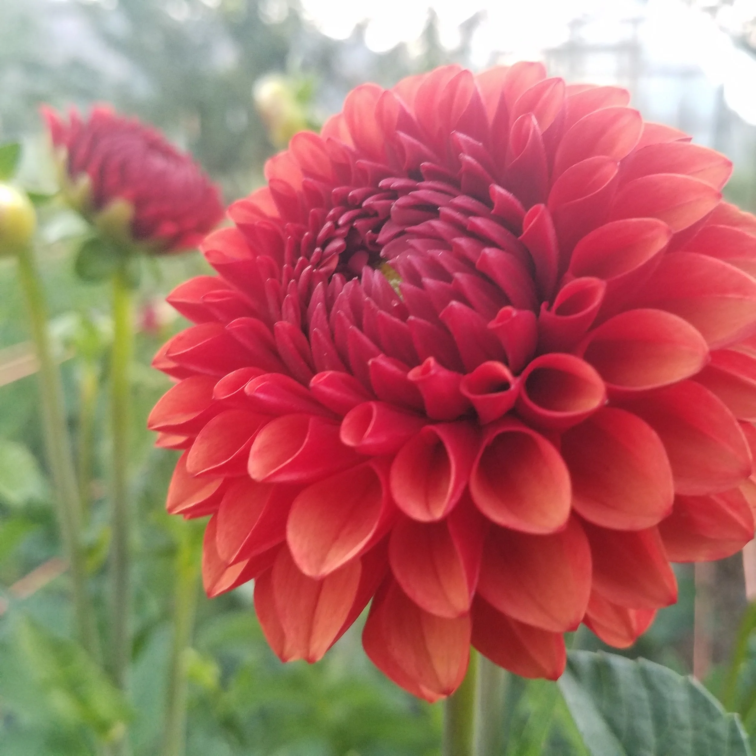 Jowey Paula — Mountain Belle Flower Farm