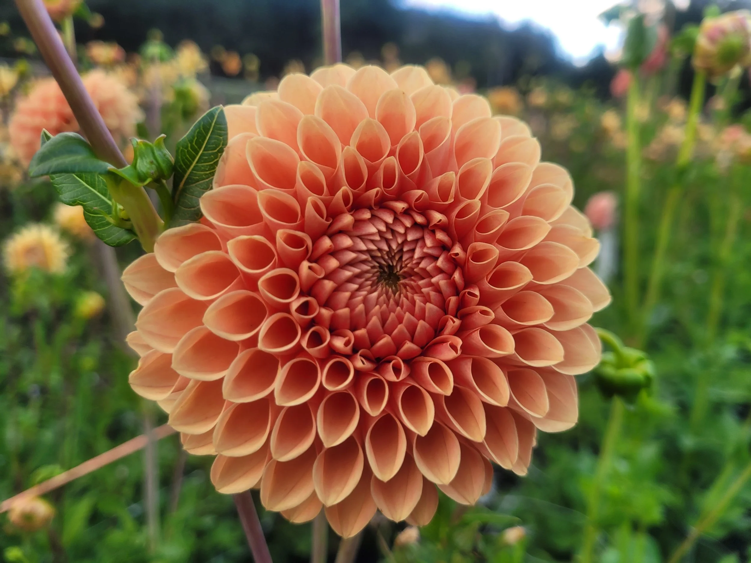 Jowey Nicky — Mountain Belle Flower Farm