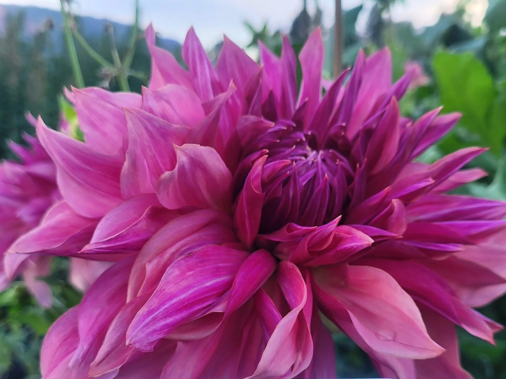 Penhill Dark Monarch — Mountain Belle Flower Farm