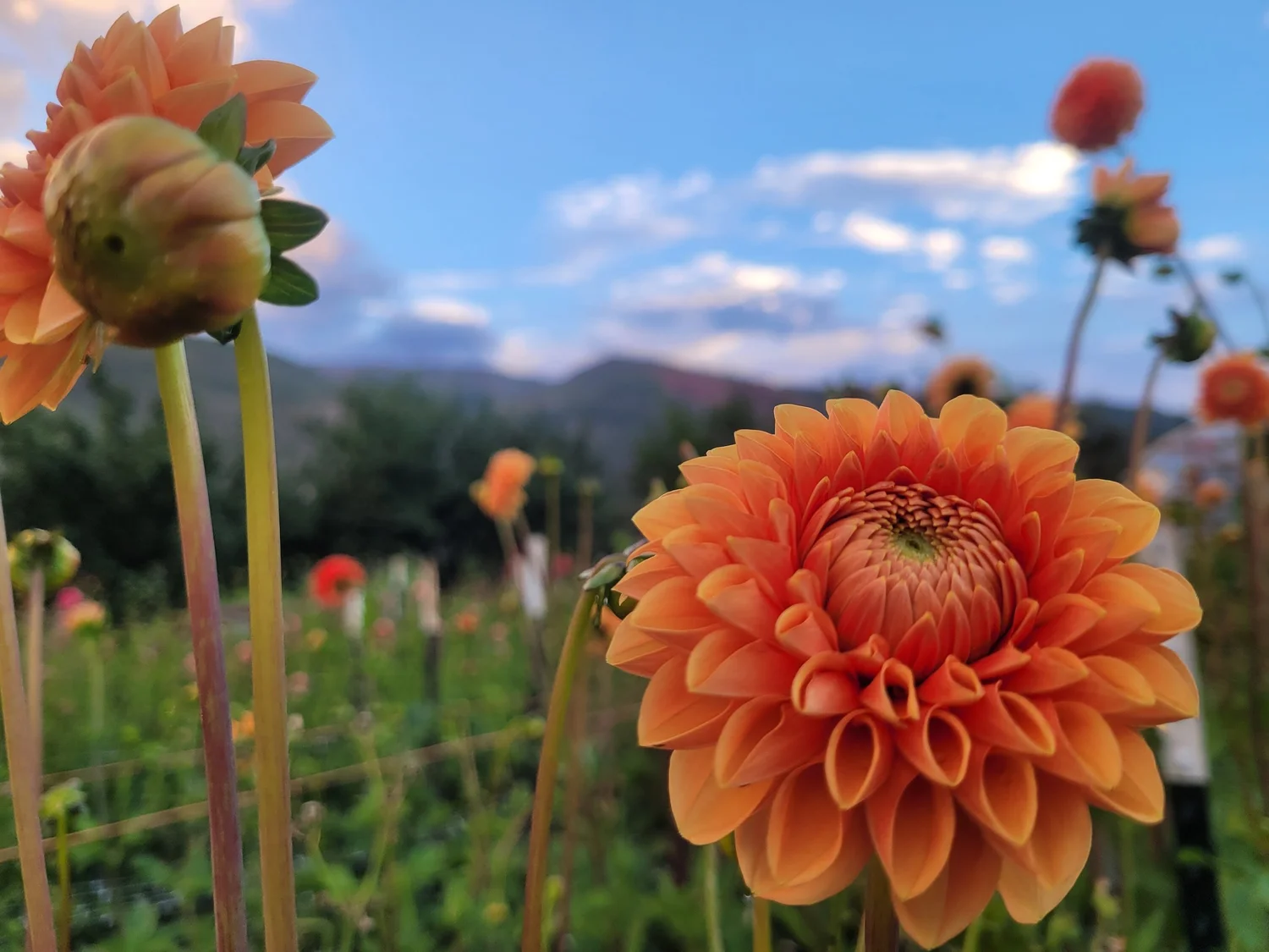 Orange Bulk Dahlias Flowers