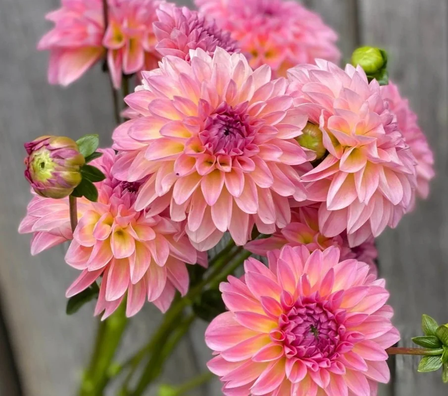 Dahlia Tubers — Mountain Belle Flower Farm