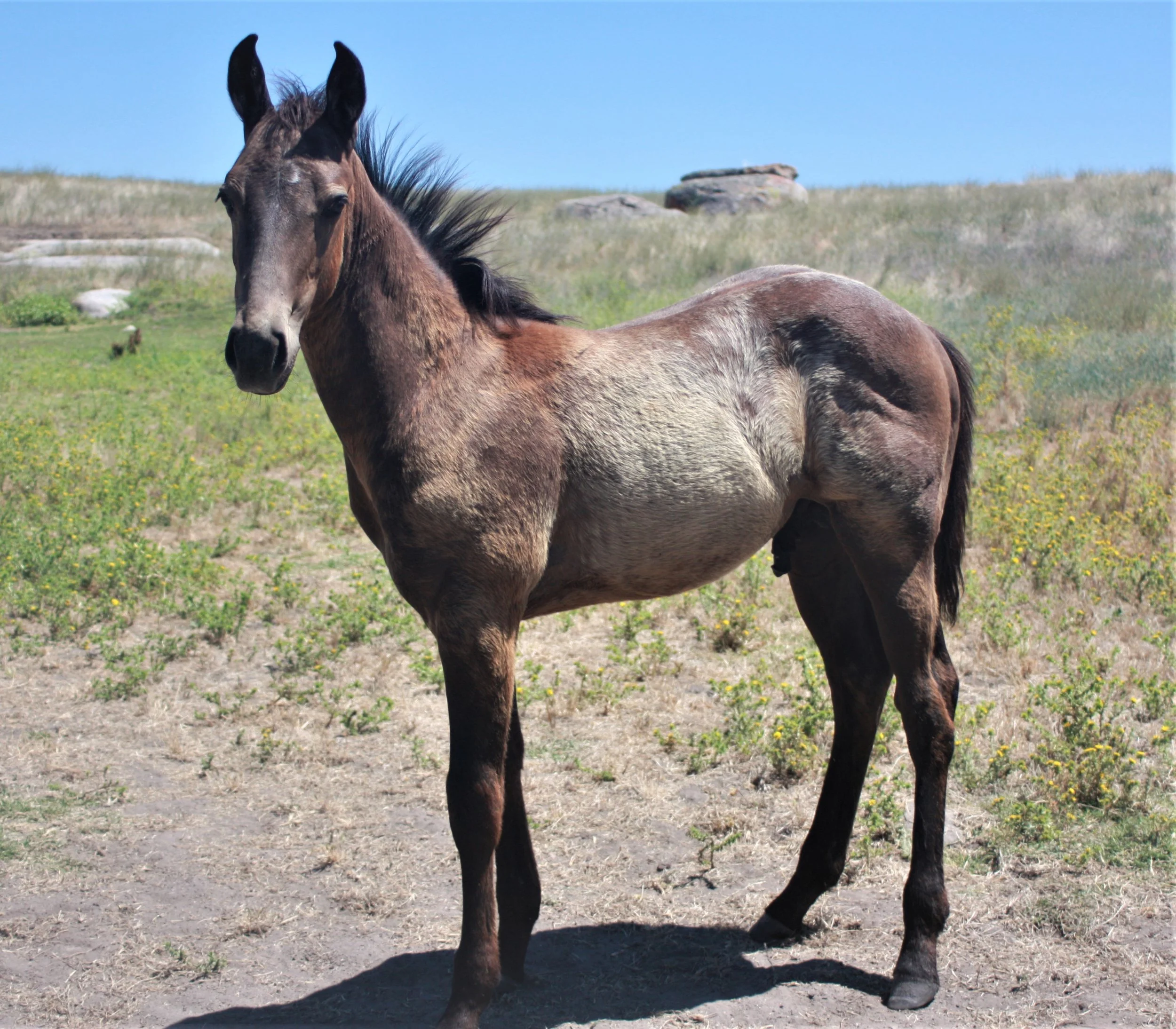 WG 2019 Buckskin Stallion Colt by KD Playmaker & Ikes Kakie Spirit for ...