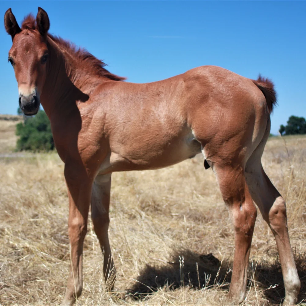 Red Dun Quarter Horse Foal
