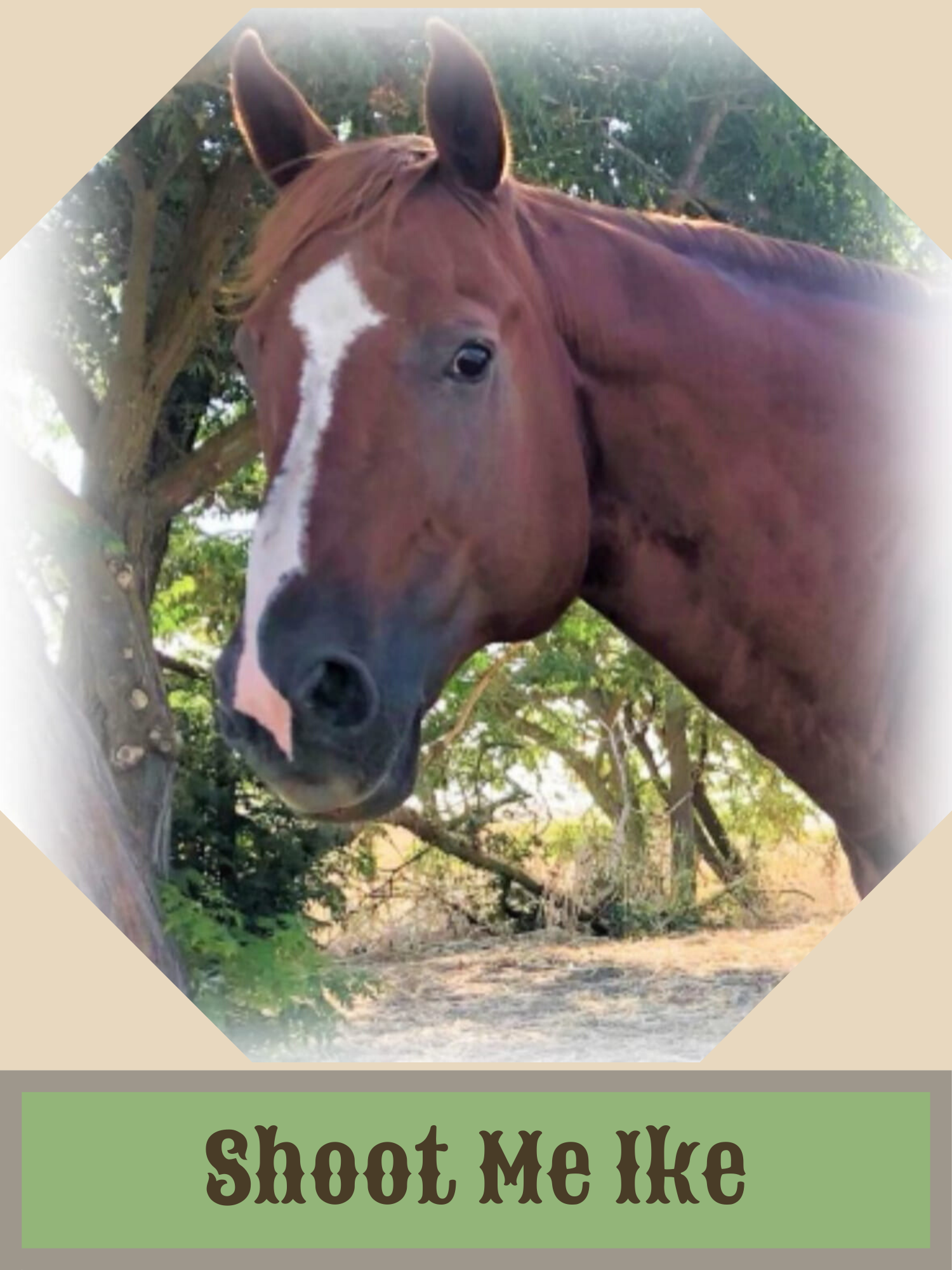 Foundation AQHA Ranch & Performance Horses — Will Gill & Sons