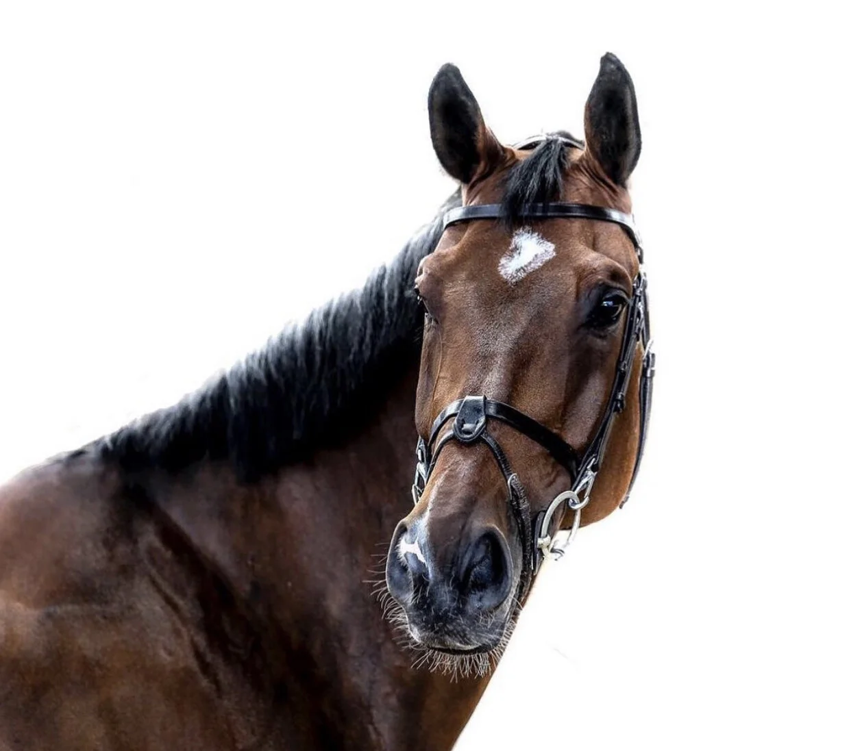 Horses — Heathcroft Farm