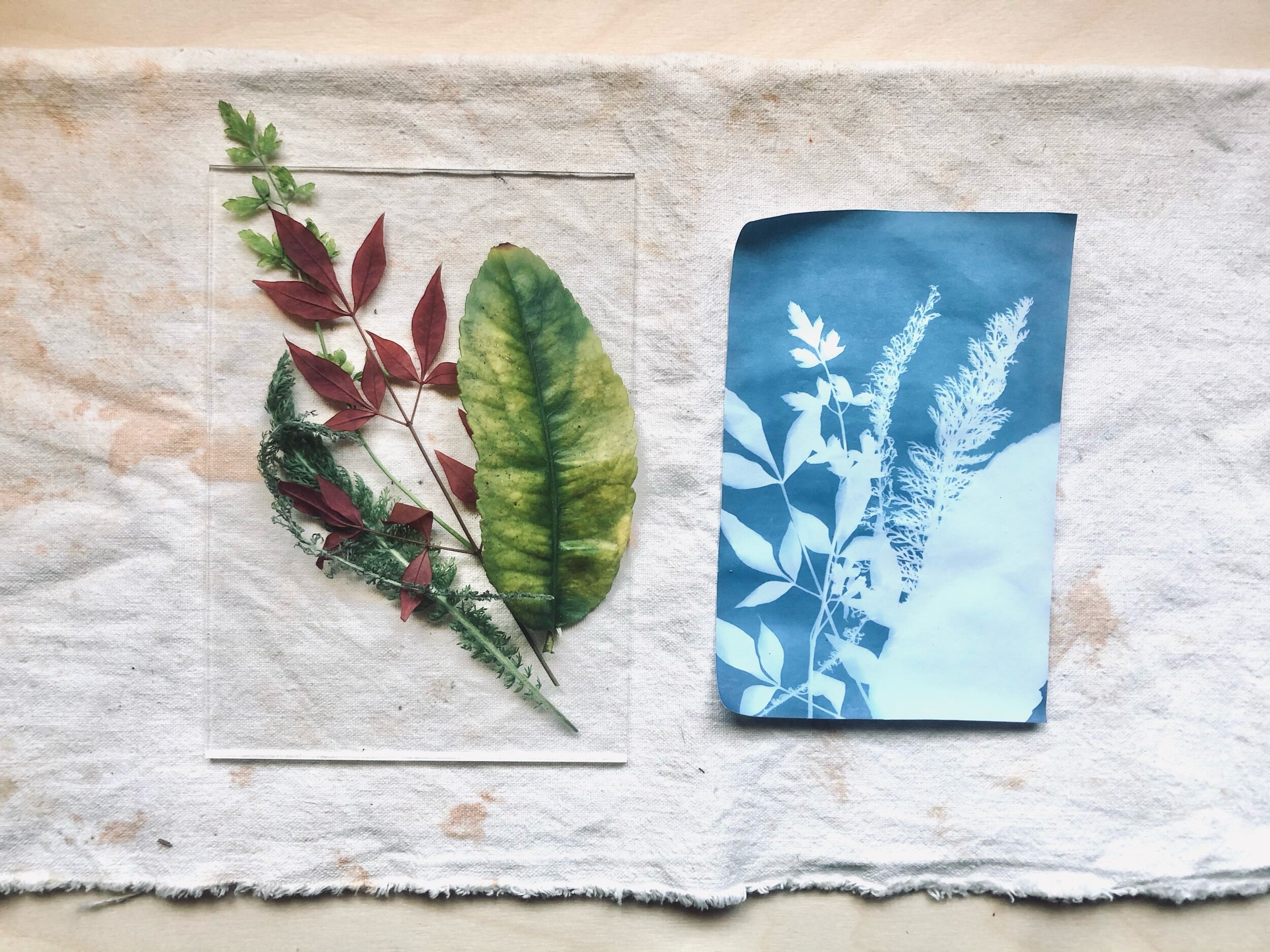 Cyanotype Garden Snapshots — The Human Nature Center