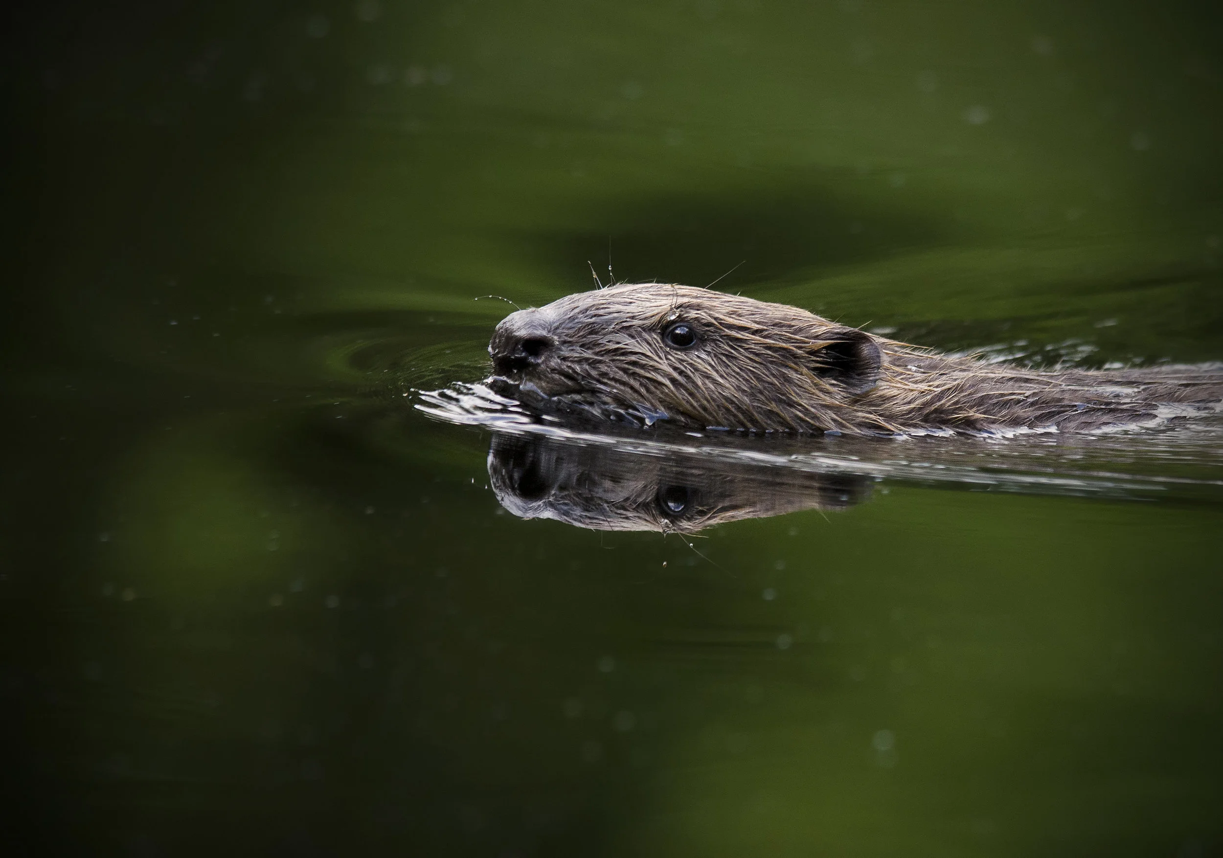 Summer wildlife tour: Wolves, Moose & Beavers — WildSweden - wildlife ...