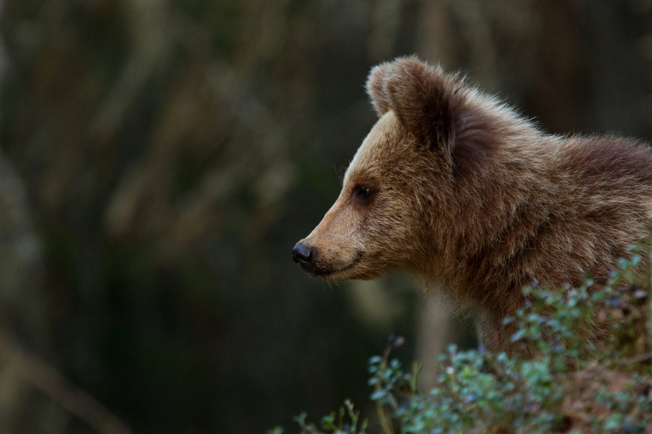 Photograph wild Brown bears in Central Sweden — WildSweden - wildlife ...