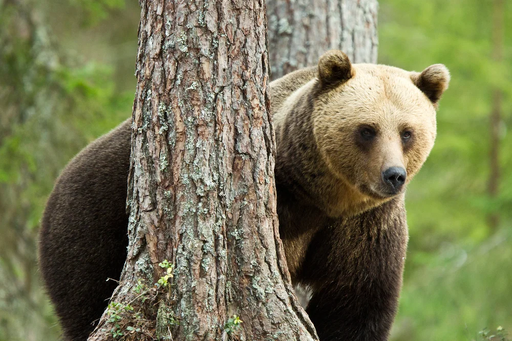 Facts About Bears in Sweden | Where to See Brown Bears — WildSweden ...