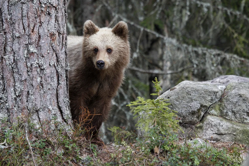 Photograph wild Brown bears in Central Sweden — WildSweden - wildlife ...