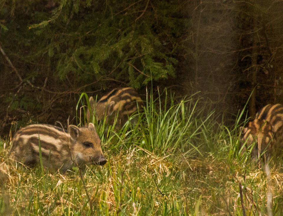 Wild animals in Sweden and where to see them — WildSweden - wildlife ...