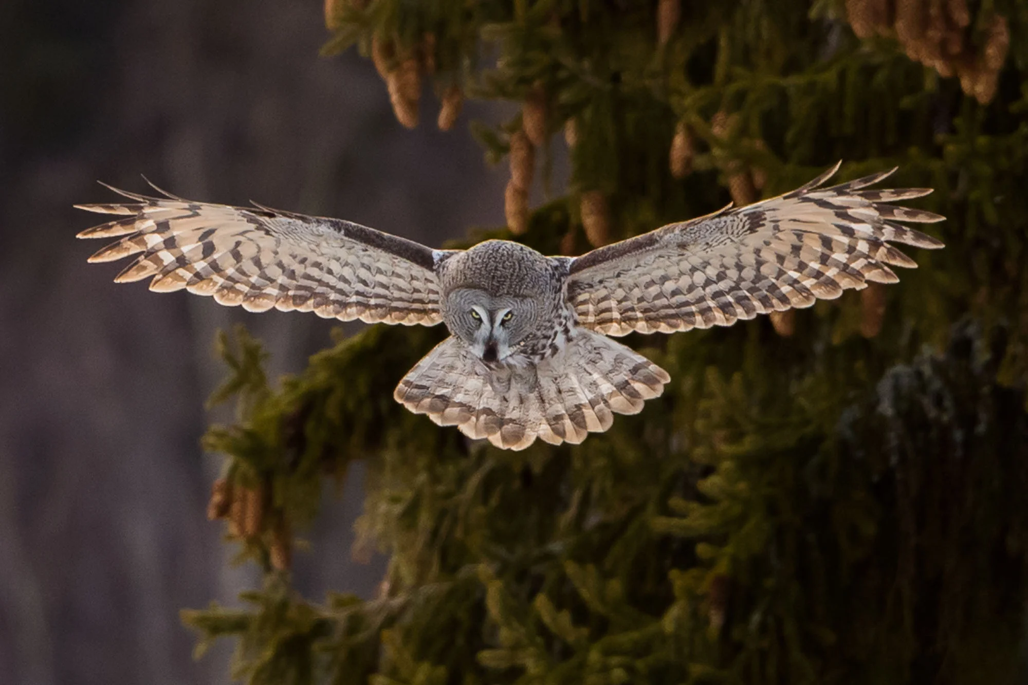 11 incredible images of Sweden’s wildlife — WildSweden - wildlife ...
