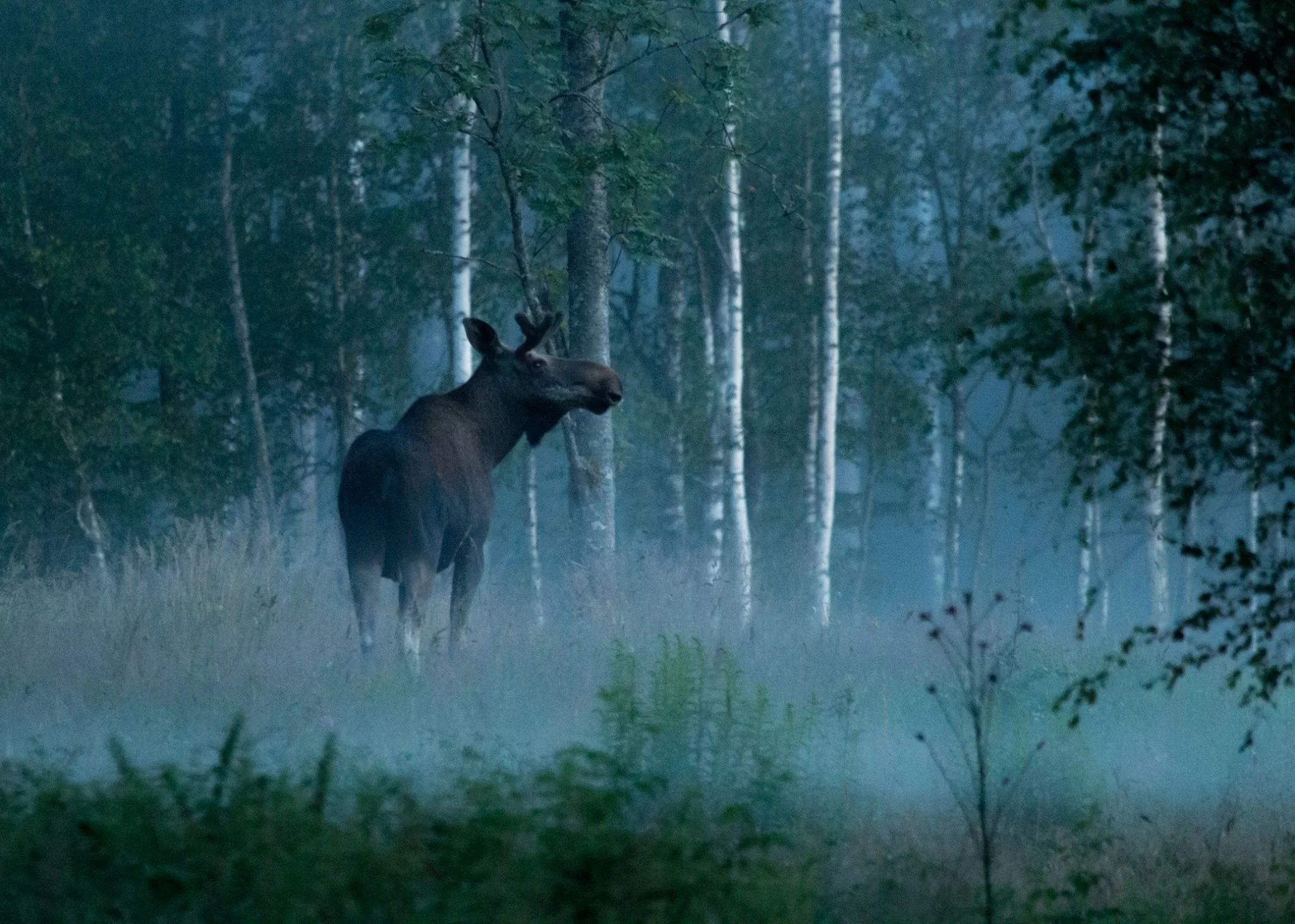 Summer wildlife tour: Wolves, Moose & Beavers — WildSweden - wildlife ...